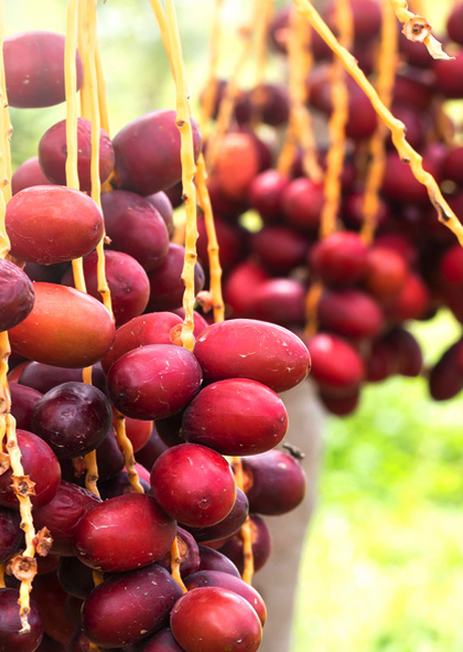 Raisin purees - Solufruit