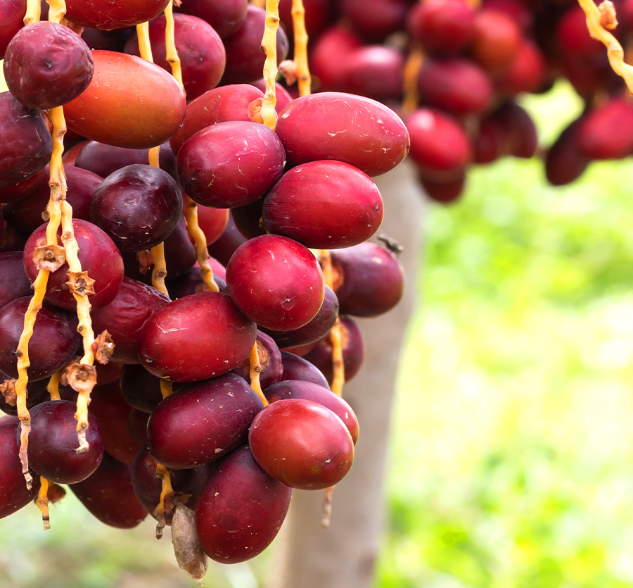 Ingredients - Solufruit Tailor-made & high-quality only